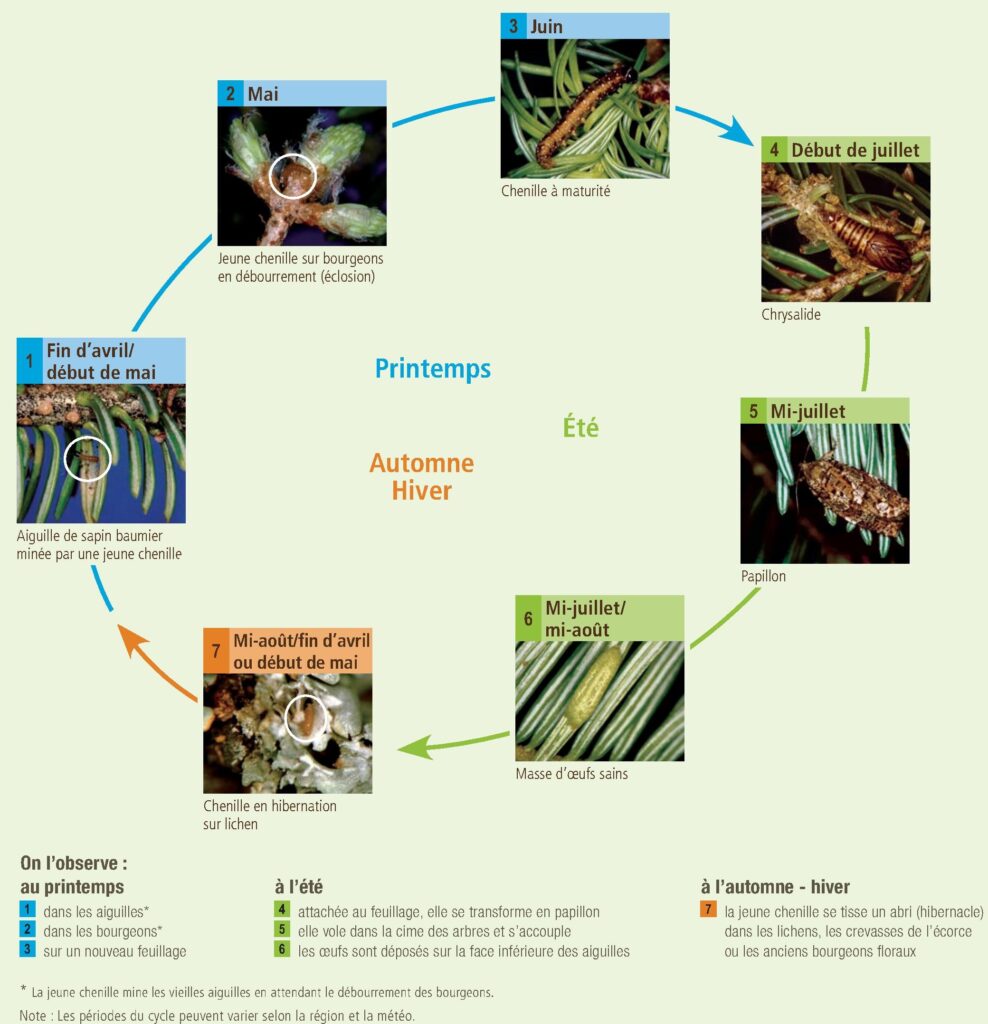 Maladies et épidémie d’insectes Archives - Fédération des producteurs ...